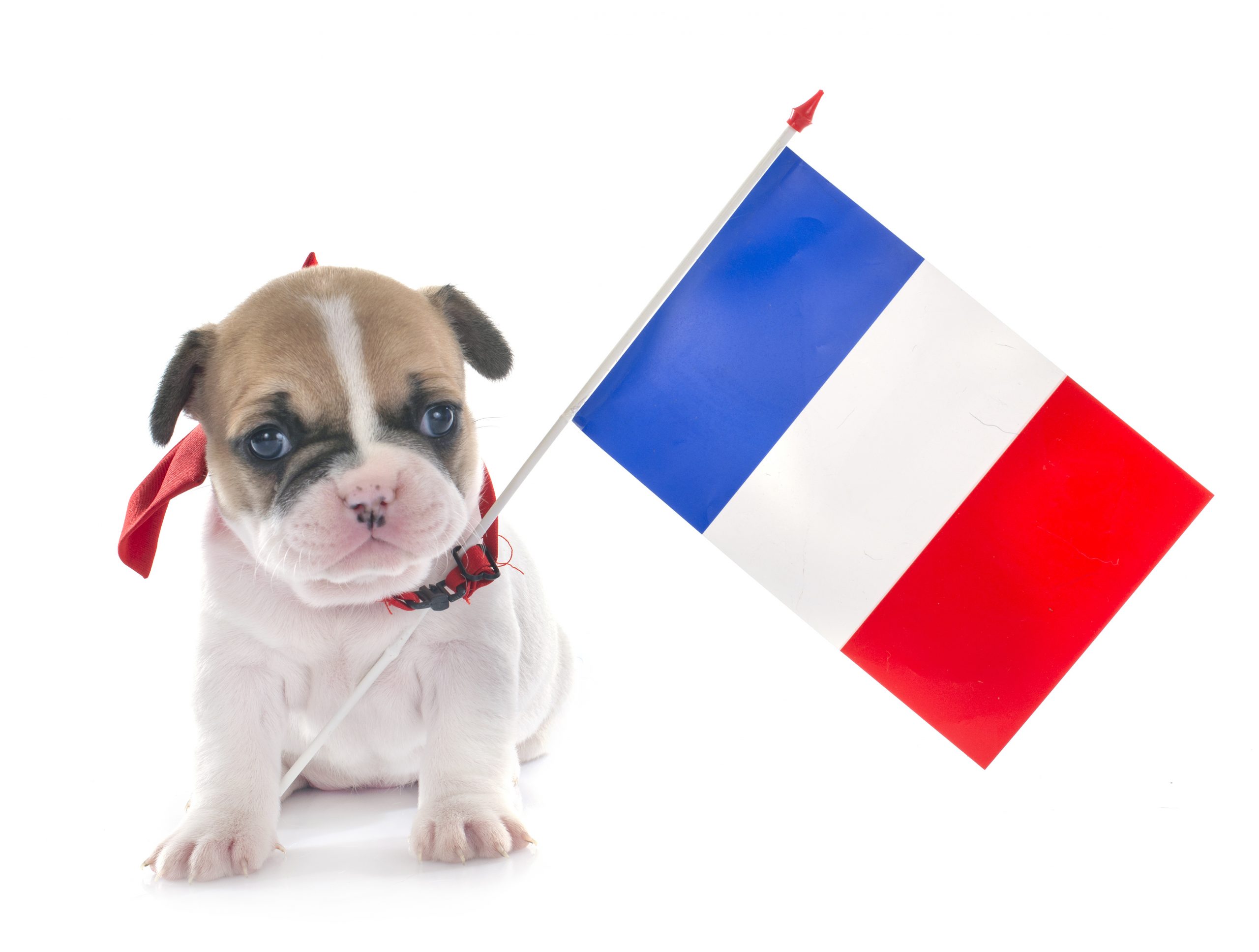 Les races de chiens française - Tout pour le Chien